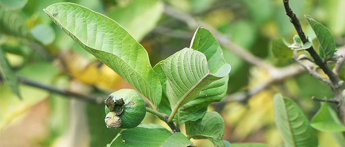Unveiling the Health Benefits of Guava Leaves: Side Effects Revealed