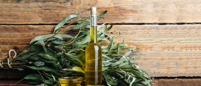 11 Amazing Eucalyptus Oil Uses & Benefits